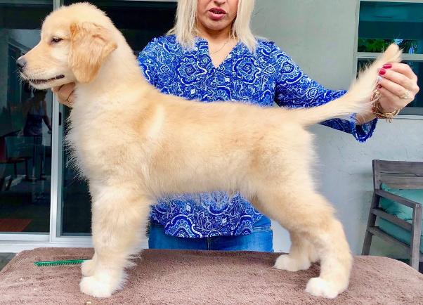 Trish B's Golden Retrievers, Home Page, Rick & Trish Becraft, S. W ...