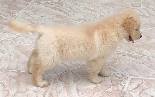 Trish B's Golden Retrievers, Home Page, Rick & Trish Becraft, S. W ...