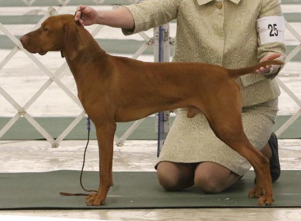 Pinewood Farm Kennel, GCH CH Boshar N Pinewood's Sage of Pura Vida ...