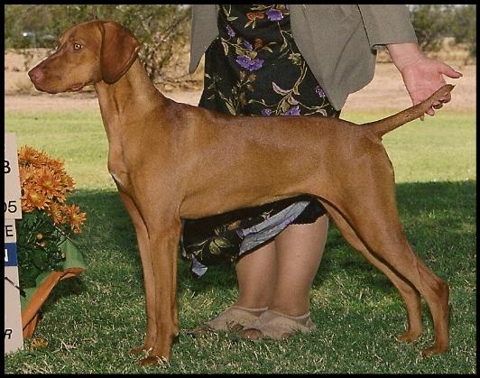 Vizslas at Sleepy Hollow (Sleepy Hollow Vizslas), Our Vizslas, Champion ...